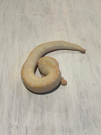 Super Special Ball Python by Null Void Reptiles