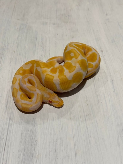 Albino Black Pastel Enchi Ball Python by Null Void Reptiles