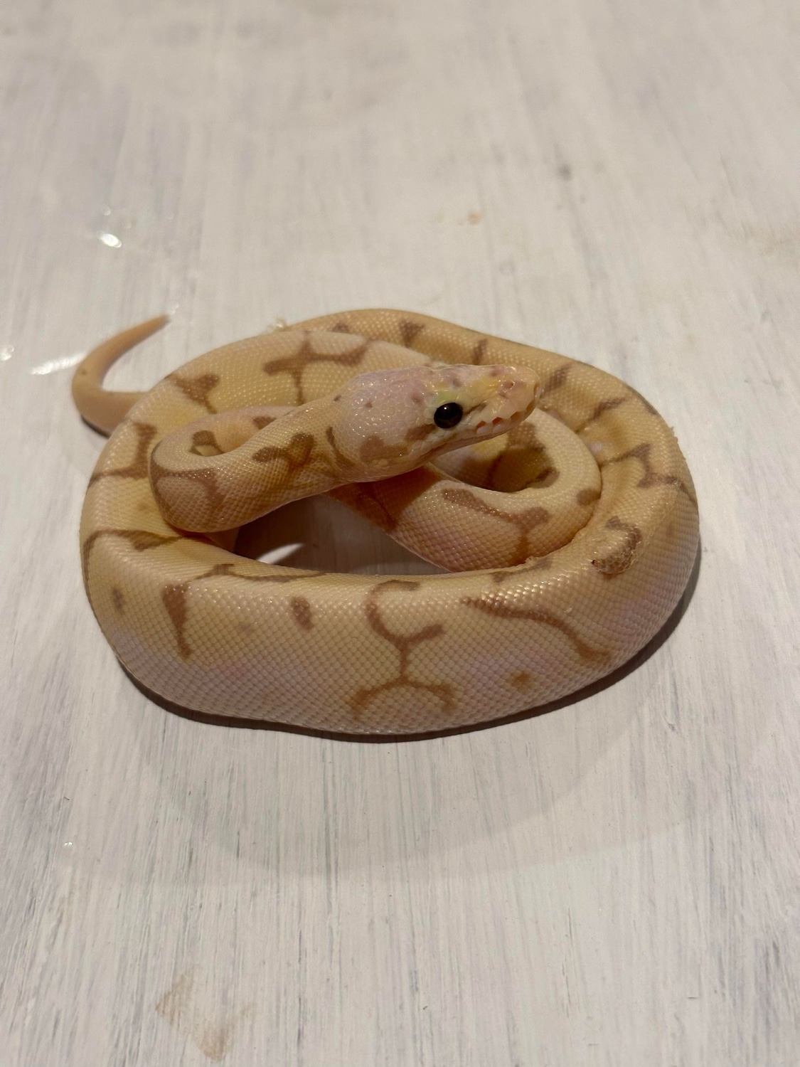 Pastel Enchi Spider (Pet Only) Ball Python by Null Void Reptiles ...