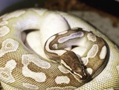 Butter Cinnamon Enchi Ball Python by Null Void Reptiles - MorphMarket