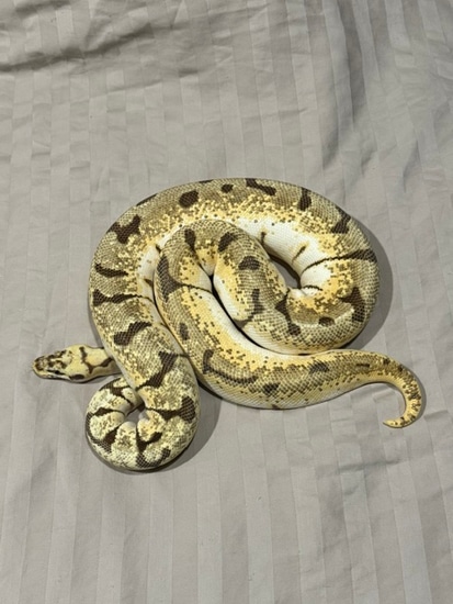 Lesser Pastel Spider Ball Python by Null Void Reptiles