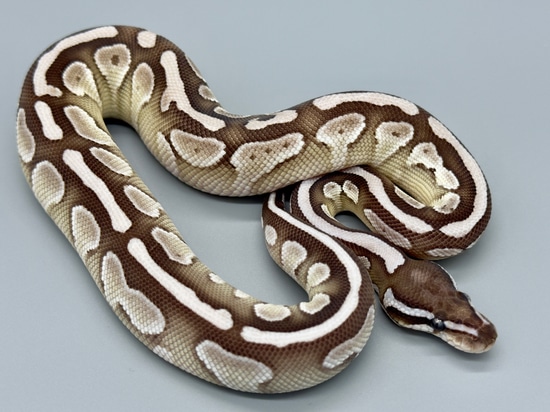 Lesser Axanthic VPI Het Desert Ghost Ball Python by Steadfast Serpents