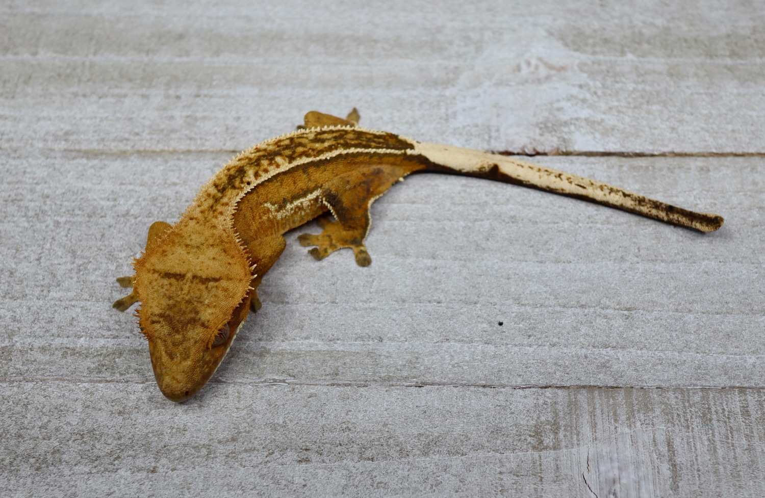 Orange Base Quad Stripe With Nice Whites Crested Gecko by Corch Geckos ...