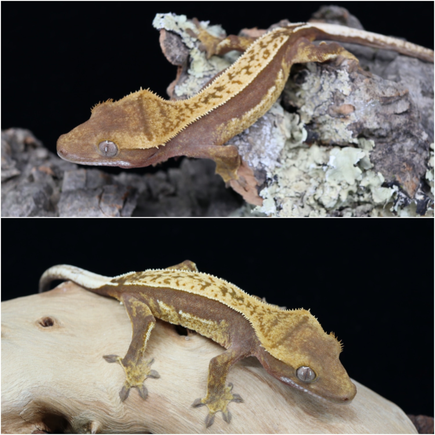 Flower- Red Female Harlequin Crested Gecko by Corch Geckos - MorphMarket