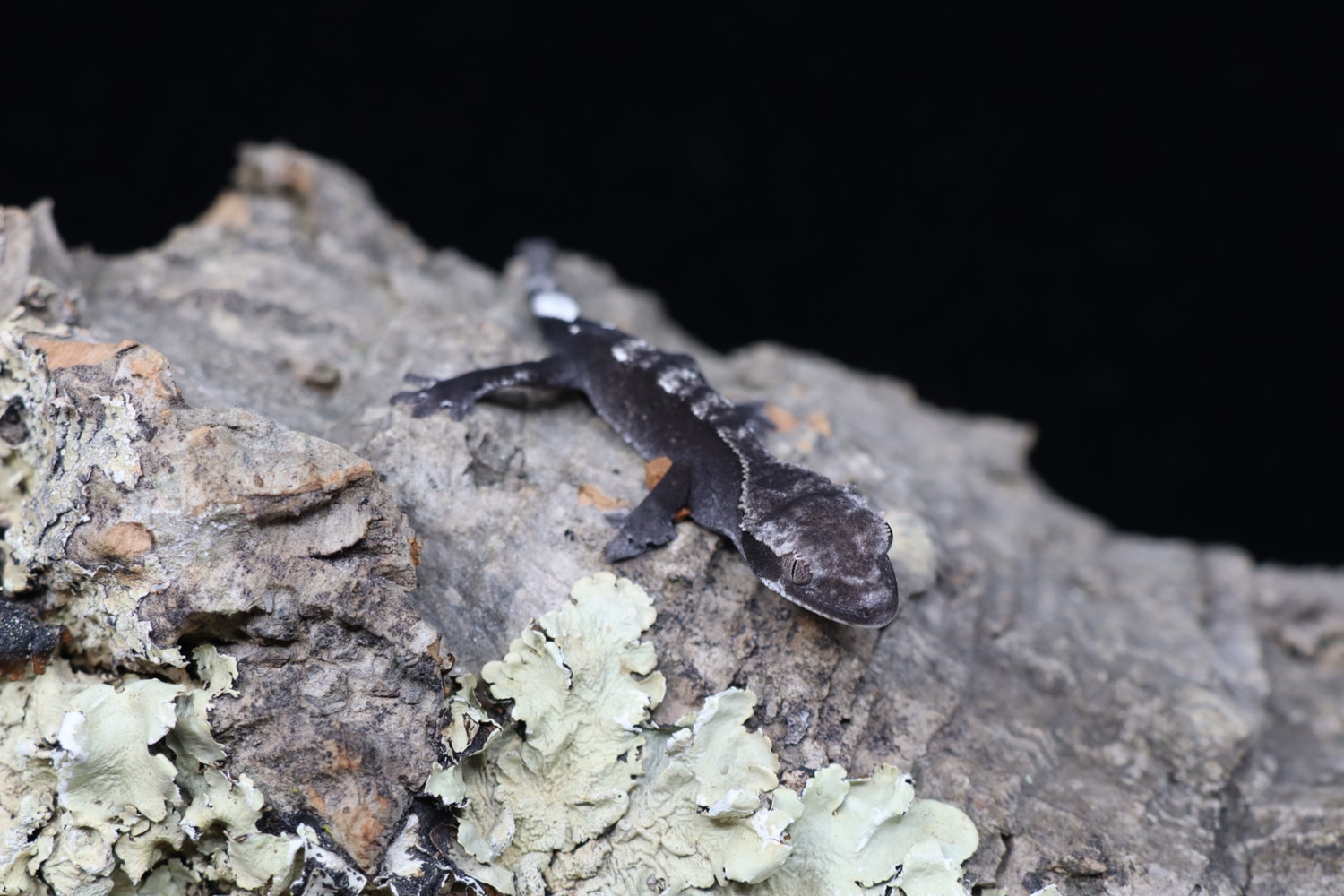 Axanthic Gorgeous Baby Crested Gecko by Corch Geckos - MorphMarket