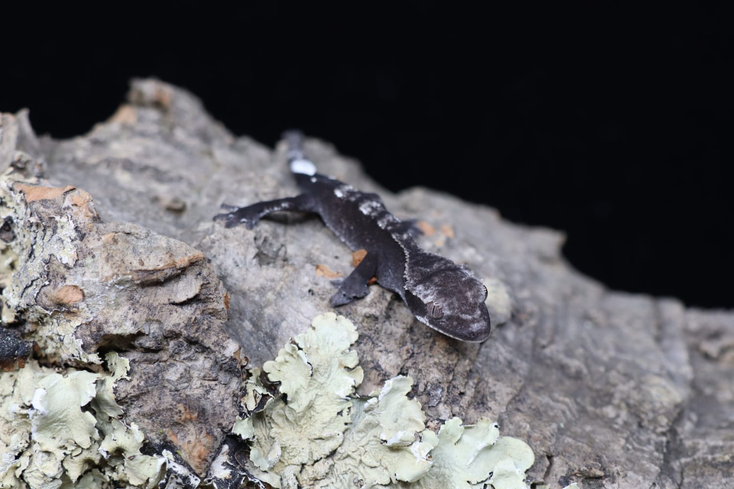Axanthic Gorgeous Baby Crested Gecko by Corch Geckos - MorphMarket