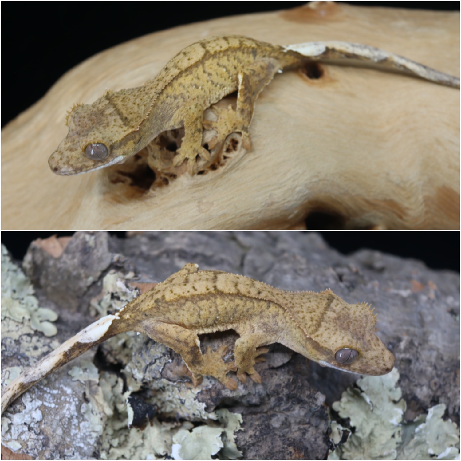 Sale! Stella- 66% Het. Axanthic Crested Gecko by Corch Geckos - MorphMarket