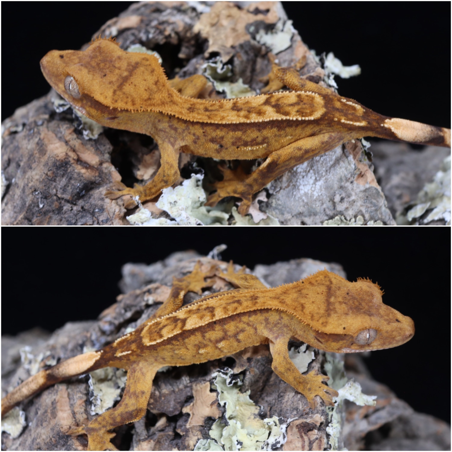 Pheobe- Yellow Dal Gal Crested Gecko by Corch Geckos - MorphMarket
