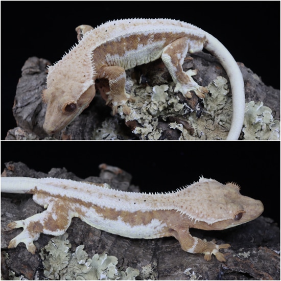 RTB 50% Het., Lilly White Male Crested Gecko by Corch Geckos