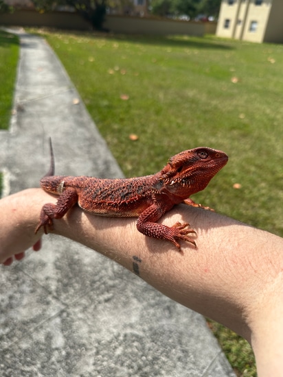 Double Hett Red Monster Central Bearded Dragon by Corey’z dragonz