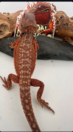 Hypo Dunner Leatherback 100% Full Red Monster Central Bearded Dragon by ...
