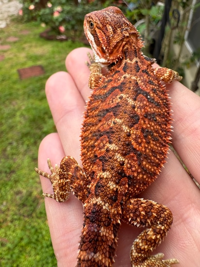 75% Red Monster Het Tran Her Hypo Central Bearded Dragon by Corey’z dragonz
