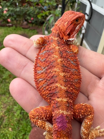 75% Red Monster Hypo Het Tran Tiger Central Bearded Dragon by Corey’z ...