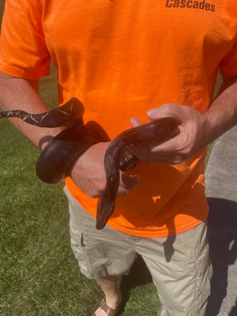 IMG Ghost VERY Dark Boa Constrictor by DC Rosy Boas - MorphMarket