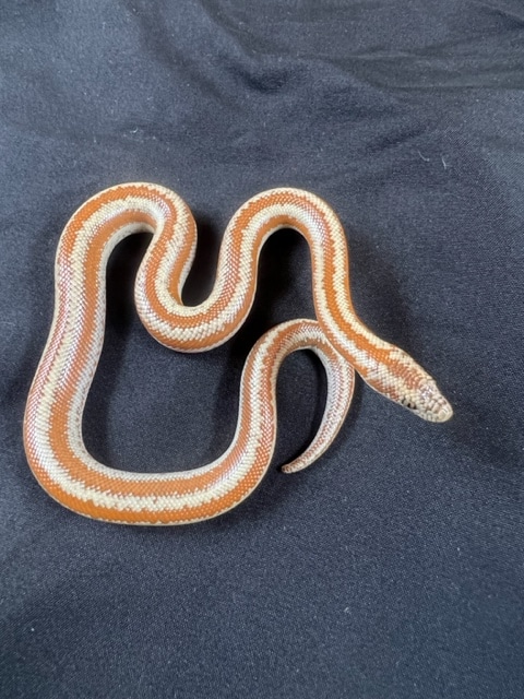 Bighorn Mountains CA Rosy Boa by DC Rosy Boas - MorphMarket