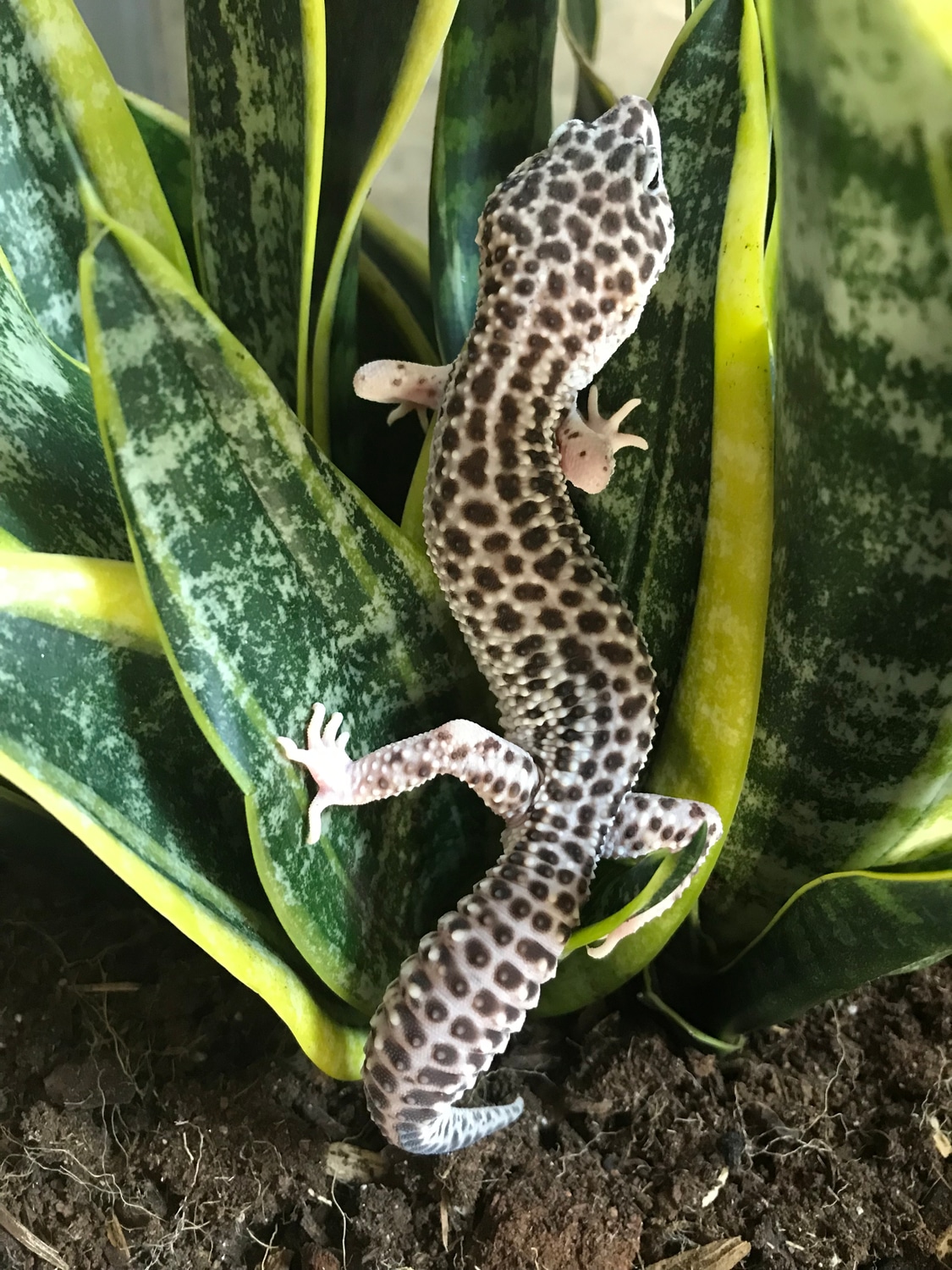 Super Snow Leopard Gecko by Corey’s Critters - MorphMarket