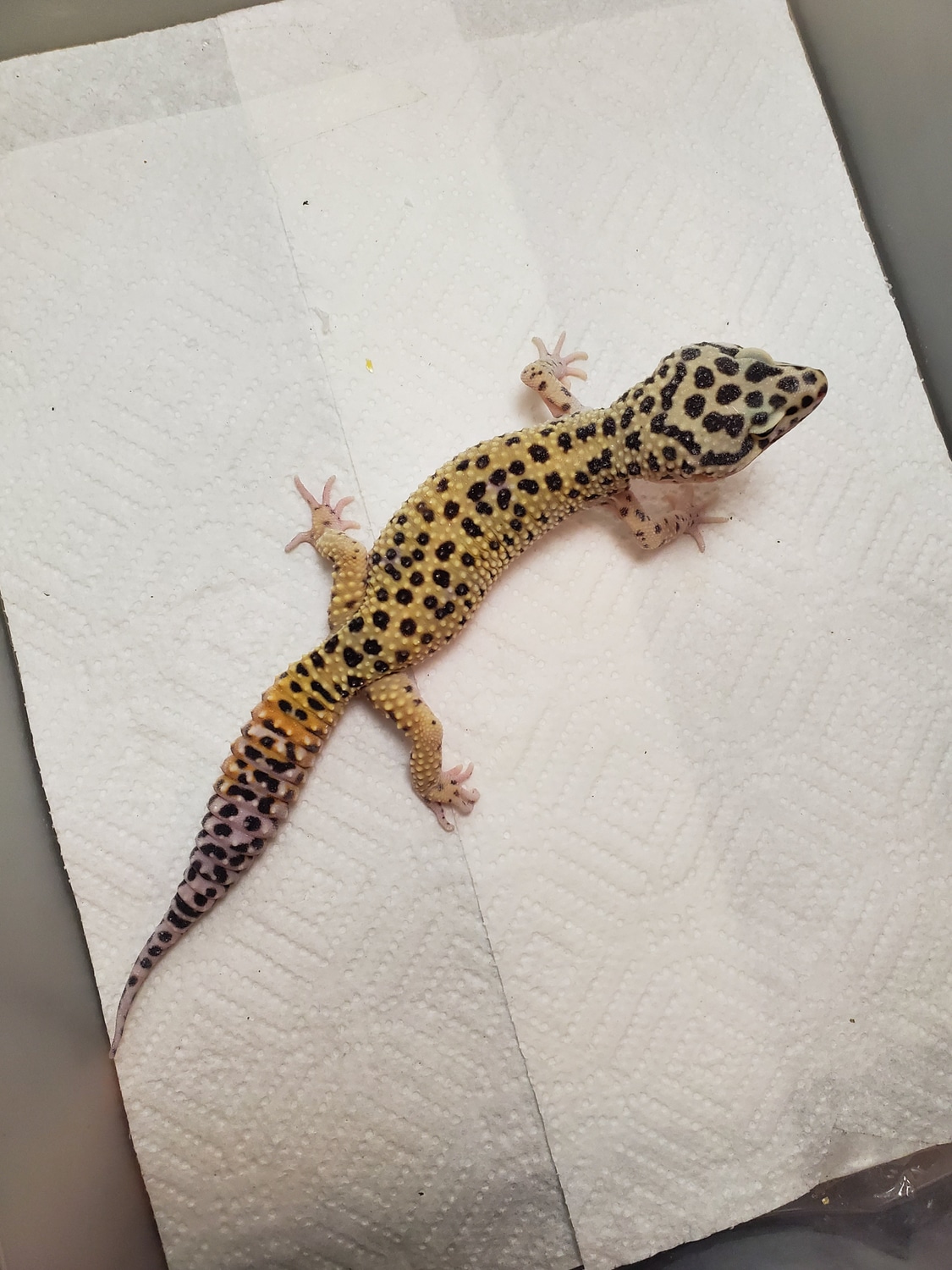 Giant Halloween Mask Het Jungle Het Tremper Leopard Gecko by Corey’s ...