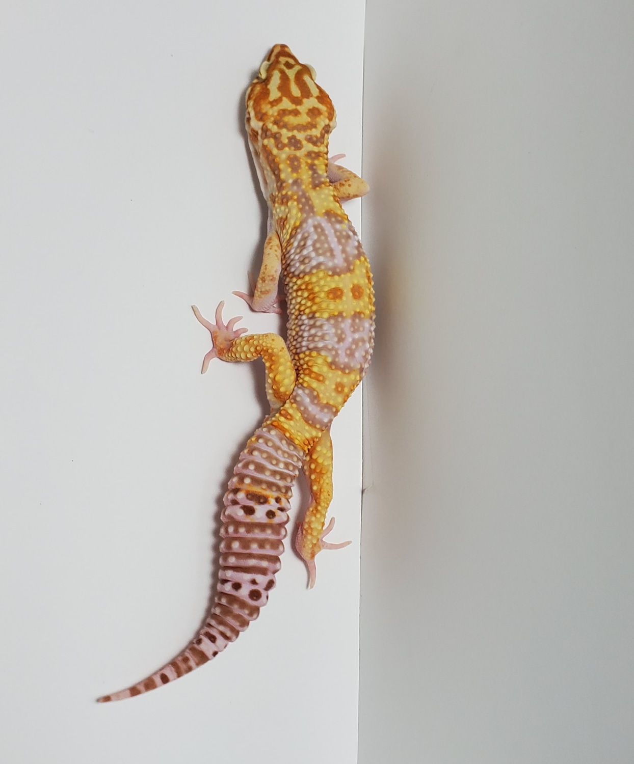 Super Giant Pastel Tangelo Jungle Het Eclipse Leopard Gecko by Corey’s ...