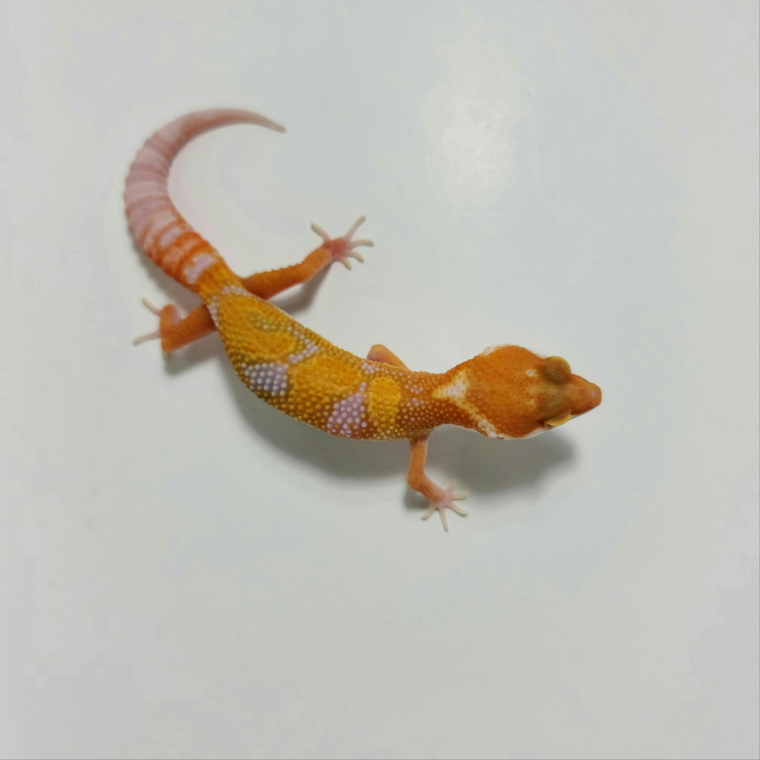 Giant Extreme Emerine Sunglow Leopard Gecko by Corey’s Leopard Geckos ...