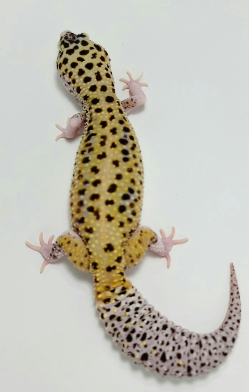 Giant Mack Snow Eclipse Het Tremper Albino (Both Full Eclipses Eyses ...