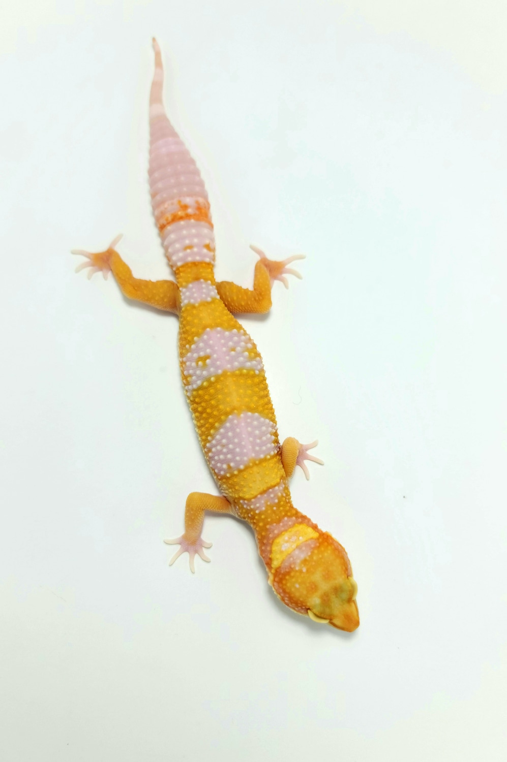 Super Giant Pastel Aptor Het Eclipse Leopard Gecko by Corey’s Leopard ...