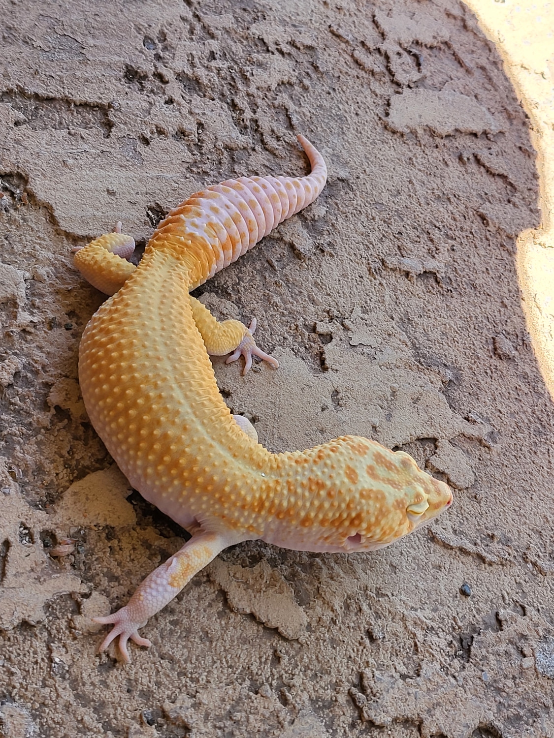 Super Giant White & Yellow Raptor Leopard Gecko by Corey’s Leopard ...
