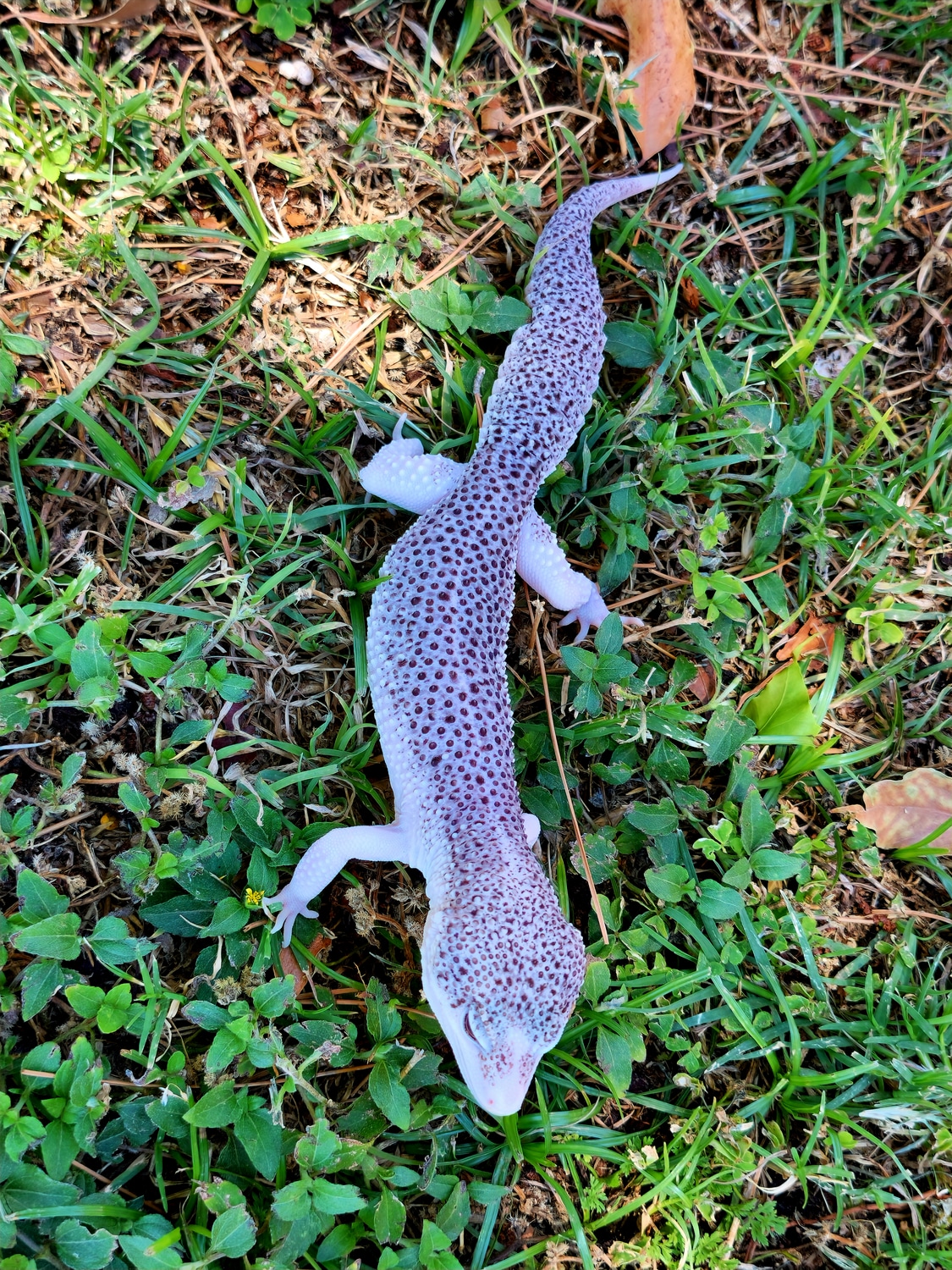 Giant Galaxy Leopard Gecko by Corey’s Leopard Geckos - MorphMarket