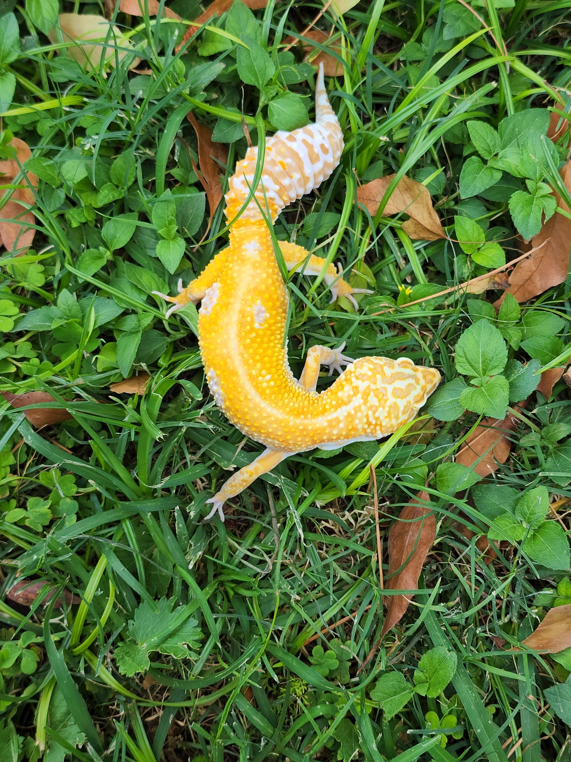 Super Giant Pastel Tangelo Het Eclipse Leopard Gecko by Corey’s Leopard ...