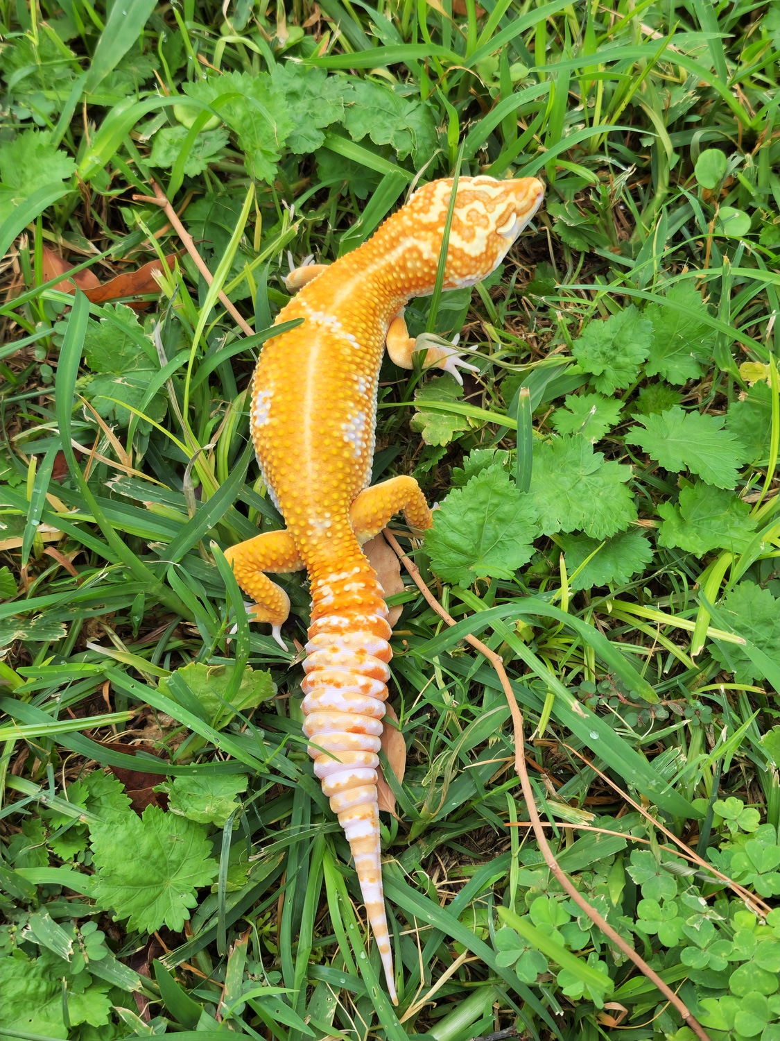 Giant White & Yellow Emerine Tremper Albino Het Eclipse Leopard Gecko ...