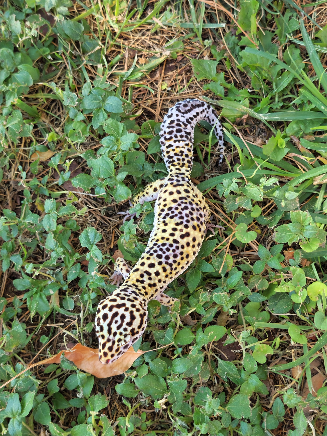 Giant Mack Snow Het Eclipse Leopard Gecko by Corey’s Leopard Geckos ...