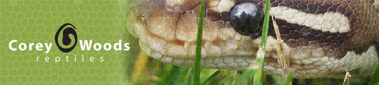 Ball Python Clutch: C43 by Corey Woods Reptile - MorphMarket