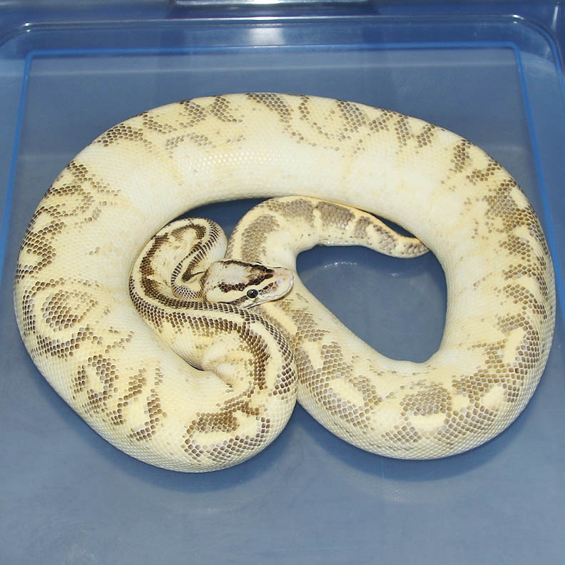 Lemon Pastel Highway Ball Python by Corey Woods Reptile - MorphMarket