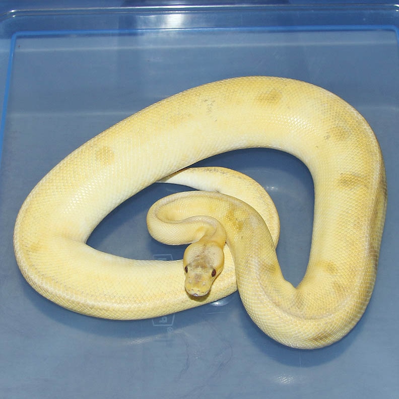 Pastel Champagne Caramel Ball Python by Corey Woods Reptile - MorphMarket