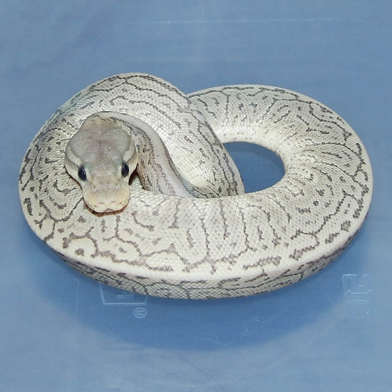 Red Axanthic Orange Ghost Pinstripe Ball Python by Corey Woods Reptile