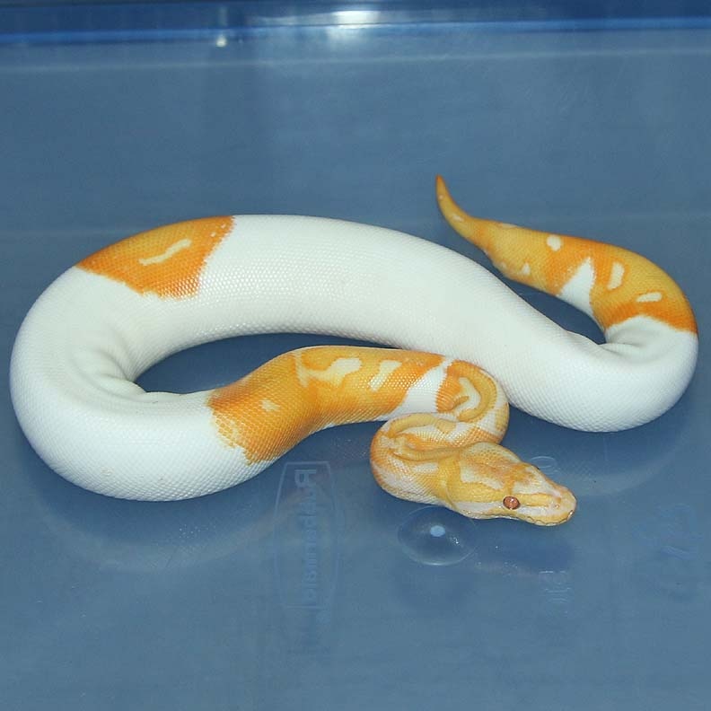 Dreamsicle Ball Python by Corey Woods Reptile - MorphMarket