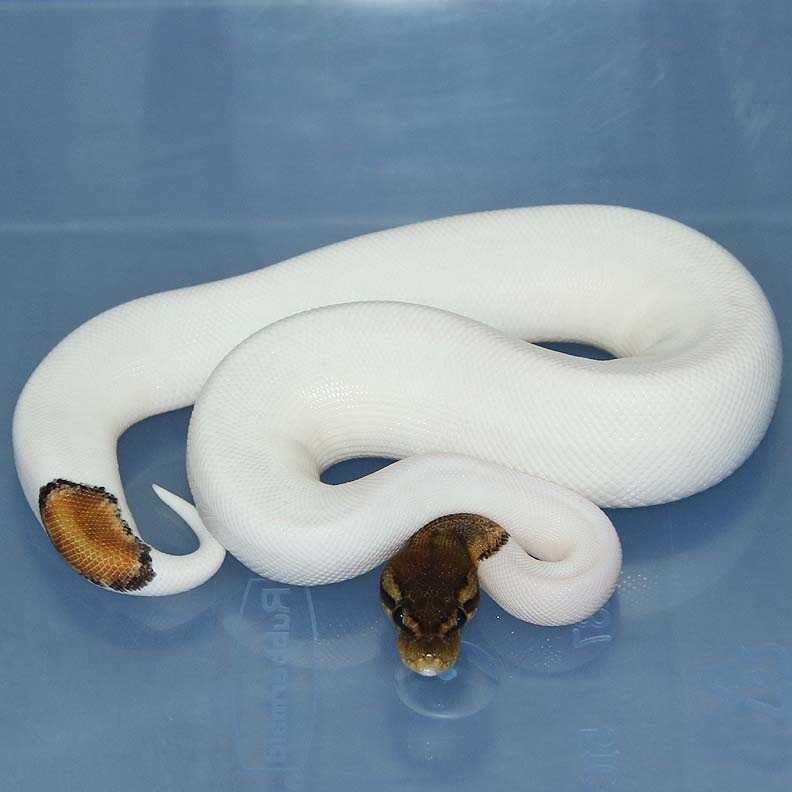 Mahogany Pied Het Red Axanthic Ball Python by Corey Woods Reptile ...