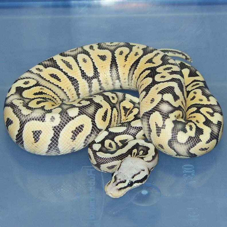 Super Pastel Desert Ghost Ball Python by Corey Woods Reptile - MorphMarket