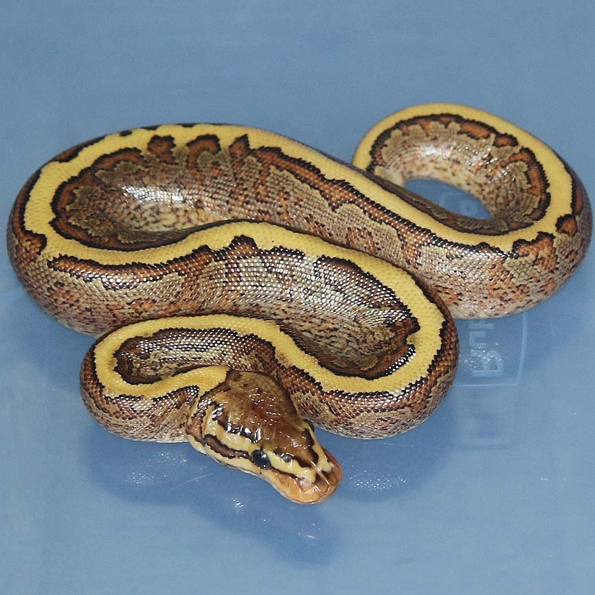 Pinstripe Super Asphalt Ball Python by Corey Woods Reptile - MorphMarket