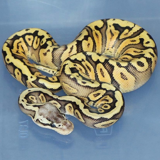 Super Pastel GHI Het Puzzle Ball Python by Corey Woods Reptile