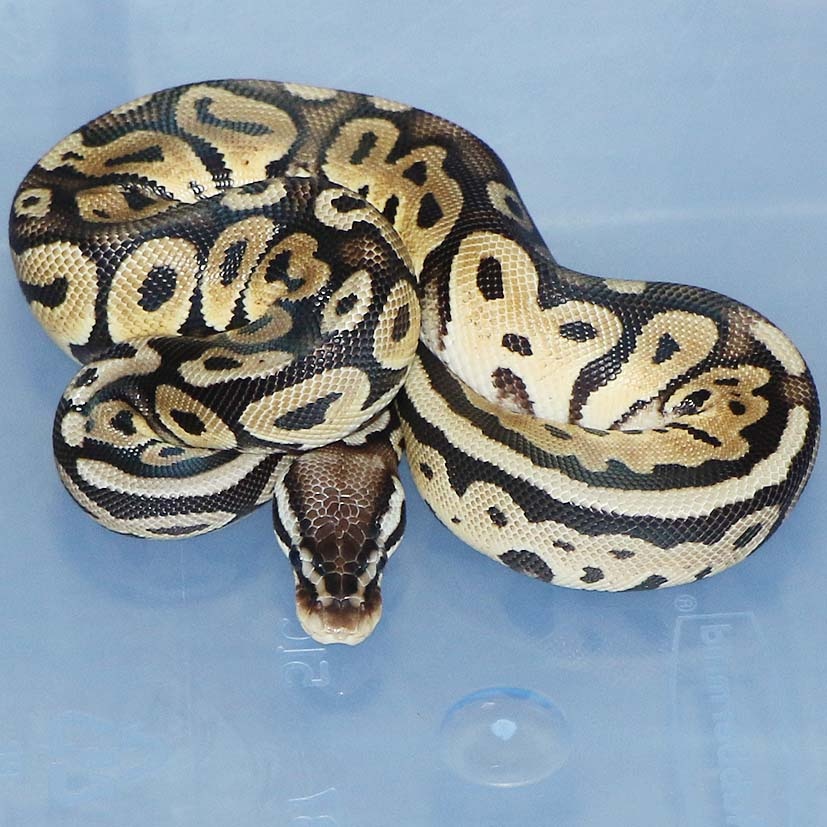 Pastel Het Red Axanthic Het Pied Possible Het Maple Ball Python by ...