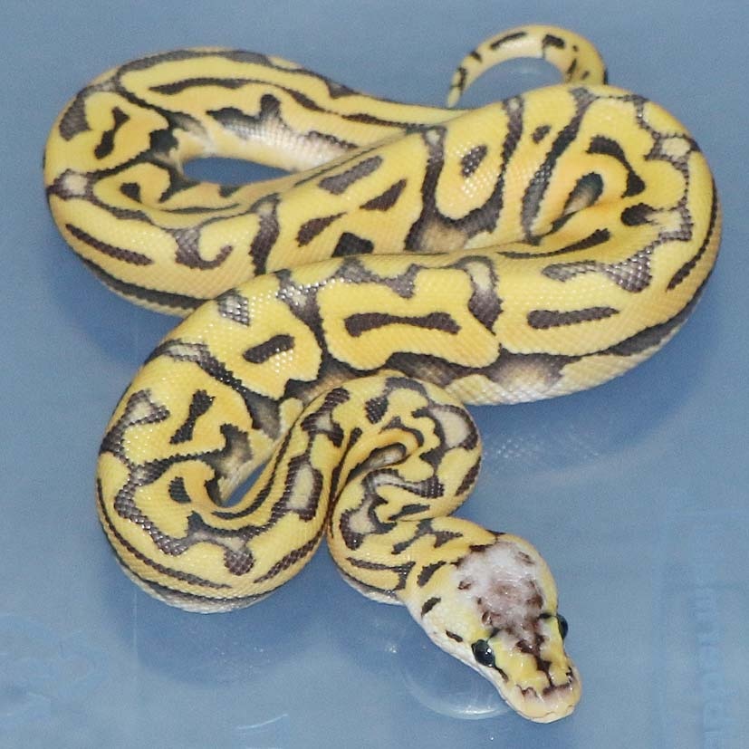 Super Pastel Puzzle Het Lavender Ball Python by Corey Woods Reptile ...