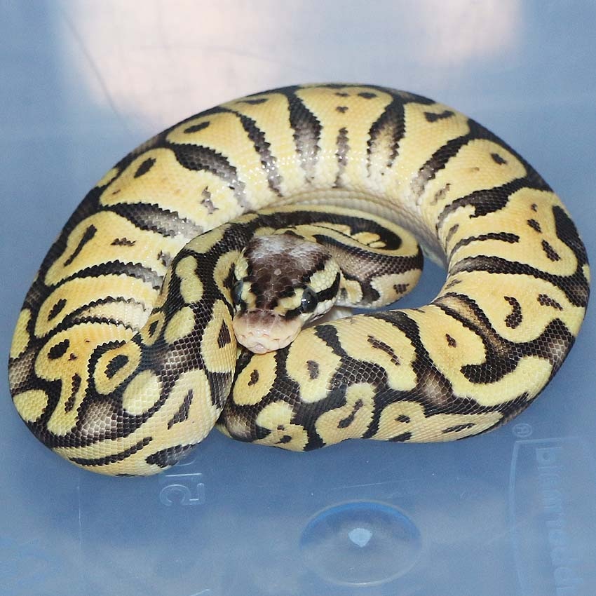 Super Pastel Het Puzzle Ball Python by Corey Woods Reptile - MorphMarket