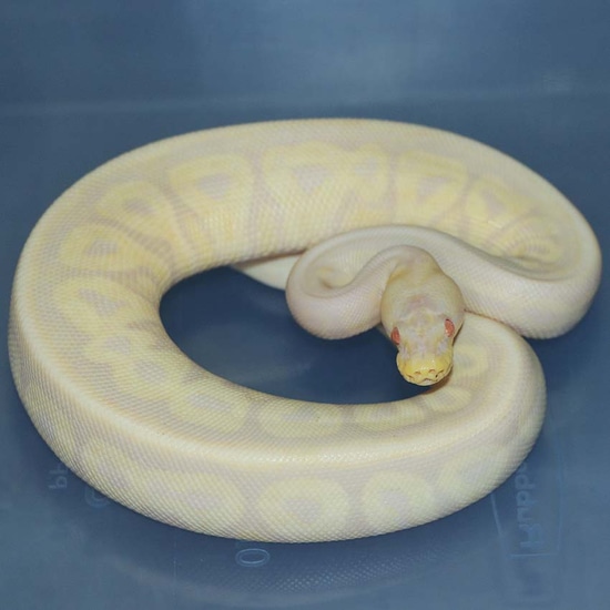 Red Axanthic Toffino Ball Python by Corey Woods Reptile