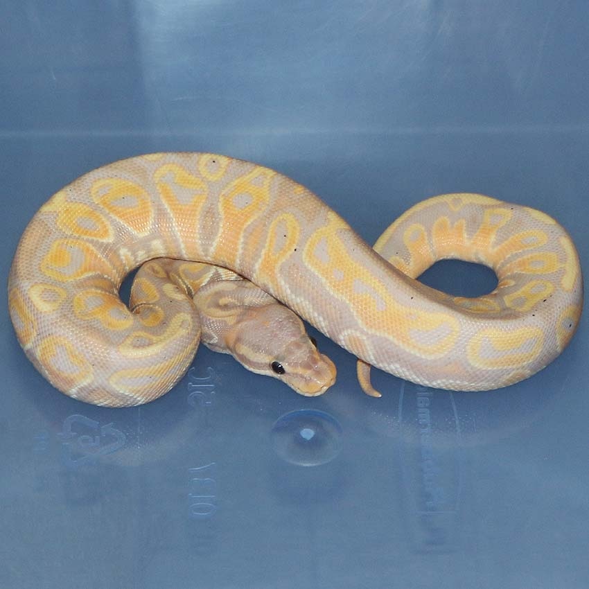 Banana Mahogany Het Red Axanthic Het Pied Ball Python by Corey Woods ...