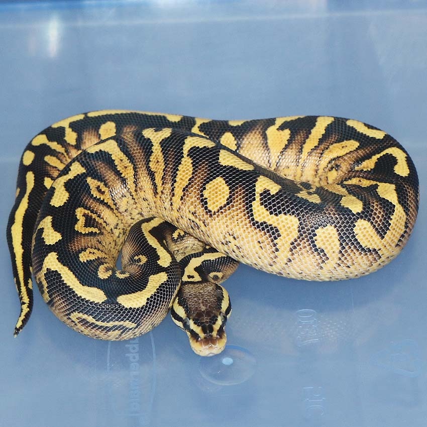 Pastel Super Asphalt Ball Python by Corey Woods Reptile - MorphMarket