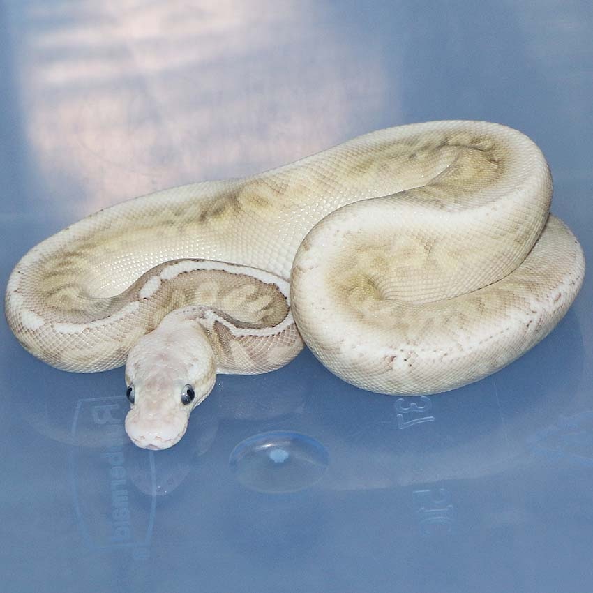 Pastel Lesser Red Axanthic GHI YB Chocolate Ball Python by Corey Woods ...