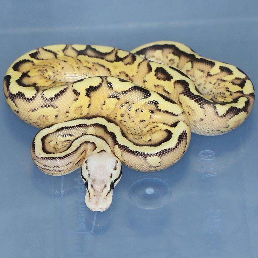 Pastel Asphalt Spark HRA PHOG Ball Python by Corey Woods Reptile ...