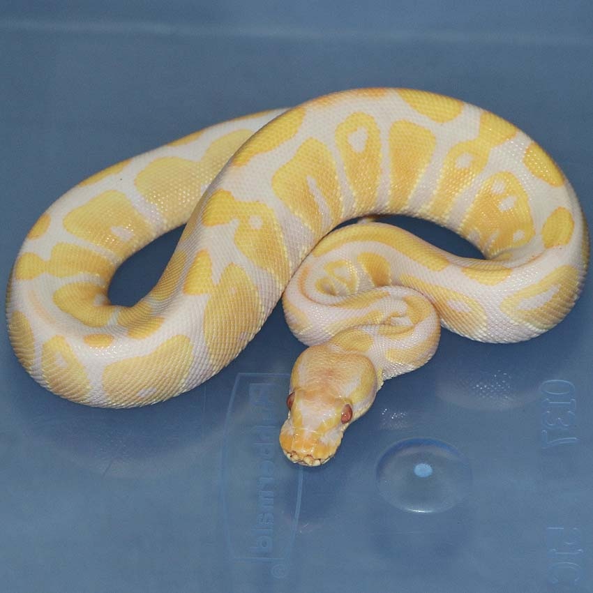 Chocolate Toffino Ball Python by Corey Woods Reptile - MorphMarket