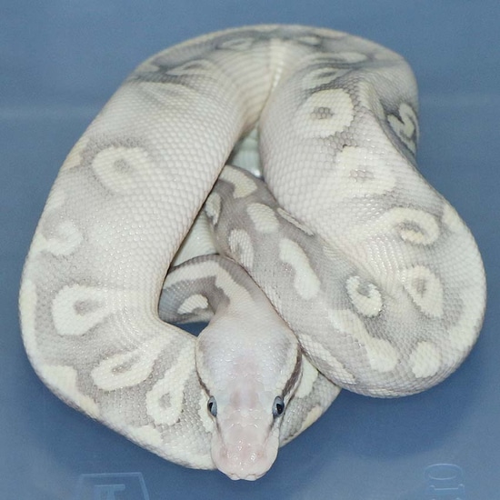 Pastel Orange Ghost Super Phantom Ball Python by Corey Woods Reptile