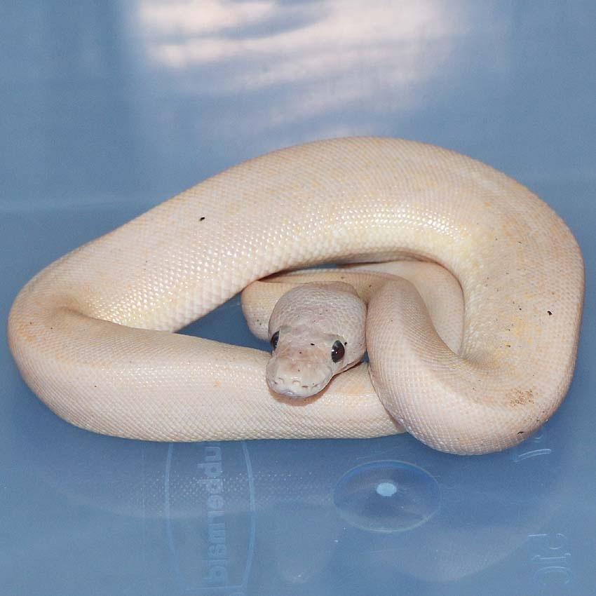 Banana Lesser SUMA Het Red Axanthic Ball Python by Corey Woods Reptile - MorphMarket